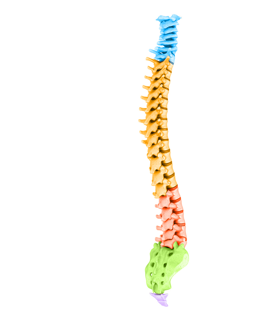 Spine Simulator | Integrity Health and Wellness